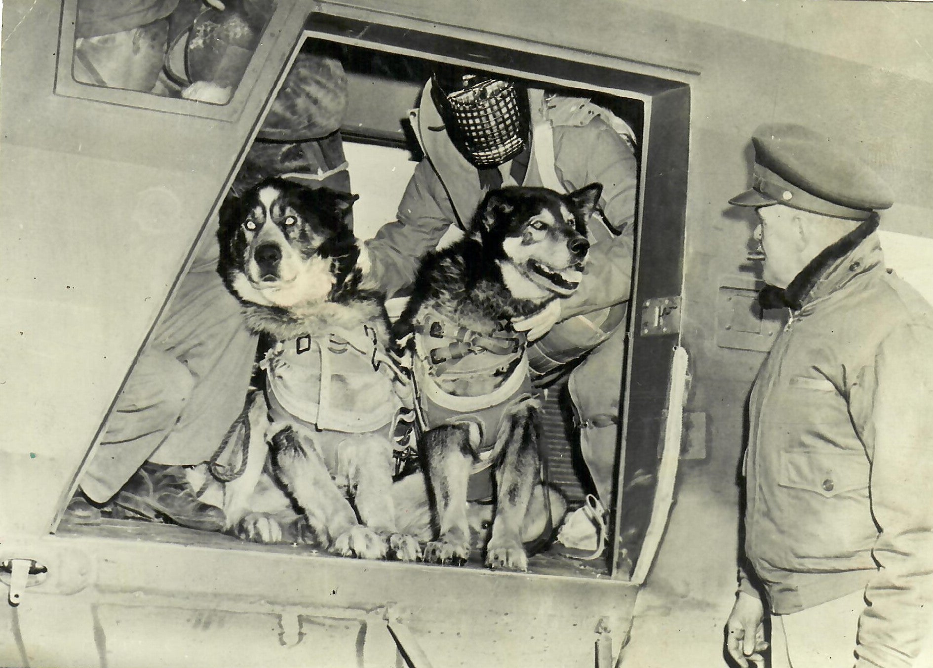 Original U.S. WWII K-9 Corps War Dog Technical Manual, Discharge Paper ...