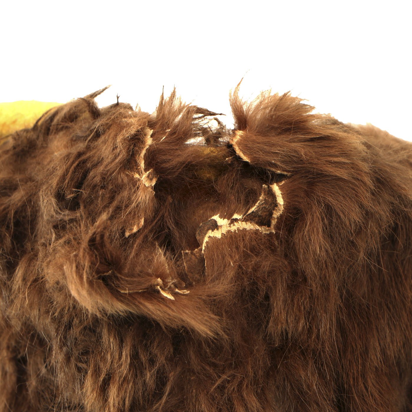 Original Canadian WWII Era Royal Canadian Dragoon Fur Busby ...